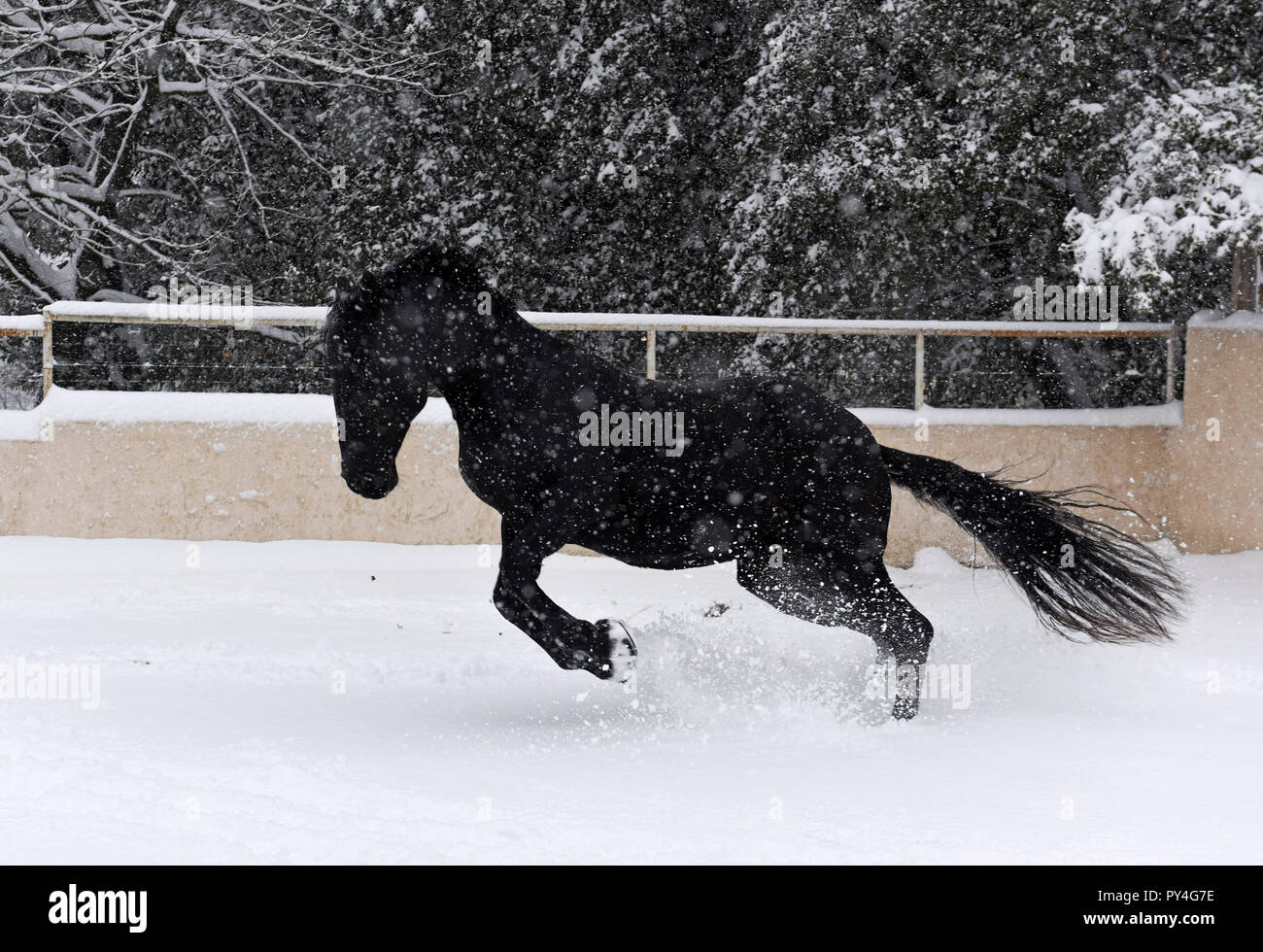black stallion playing in the snow, in winter Stock Photo - Alamy