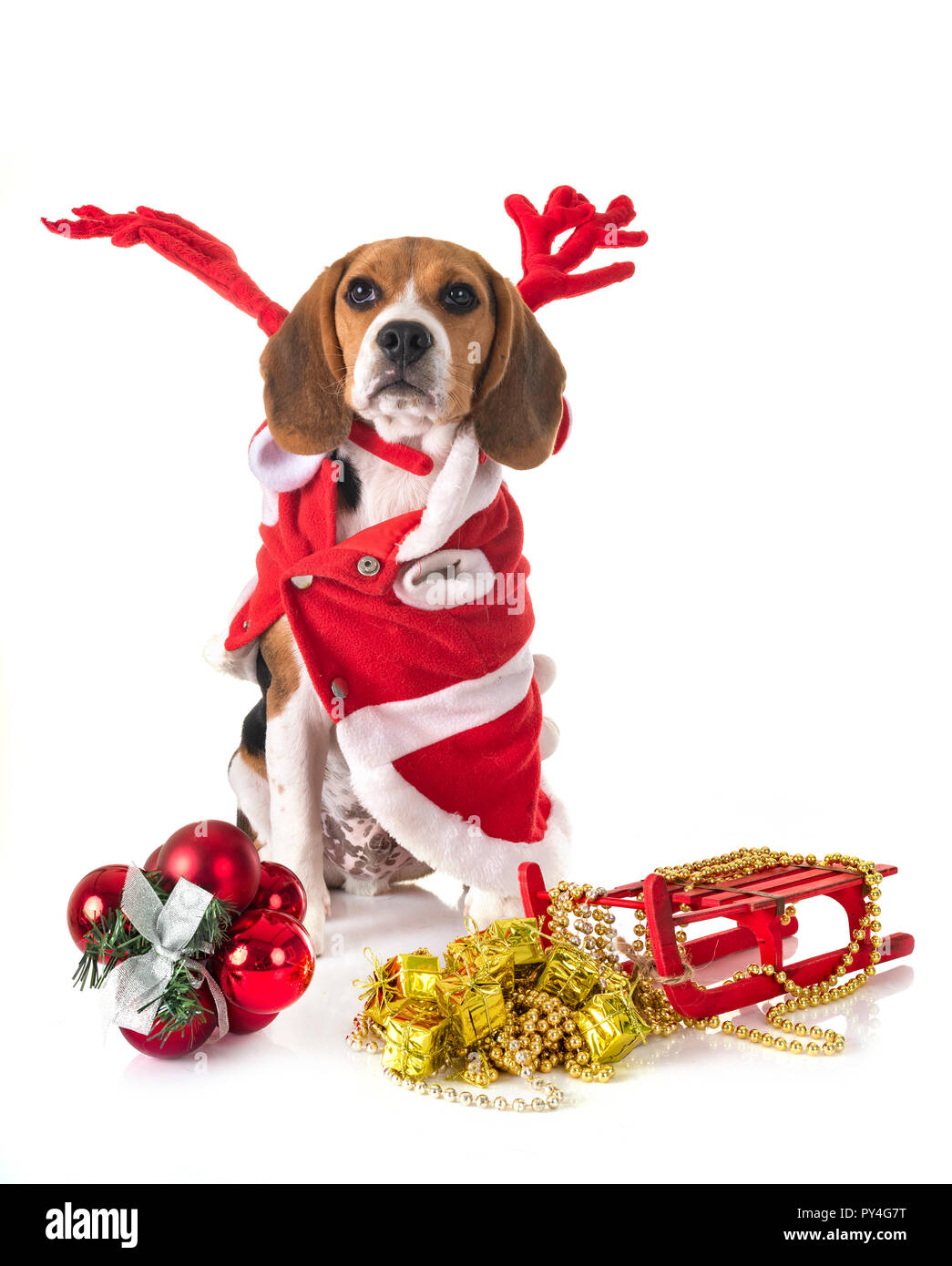 beagle dog and christmas in front of white background Stock Photo - Alamy
