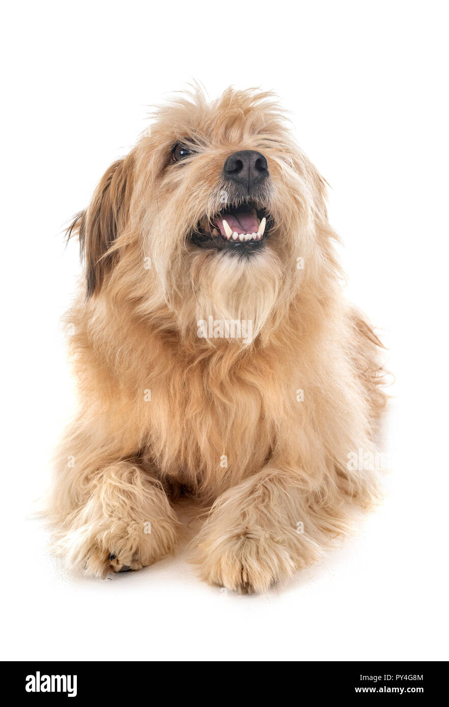 pyrenean shepherd in front of white background Stock Photo - Alamy
