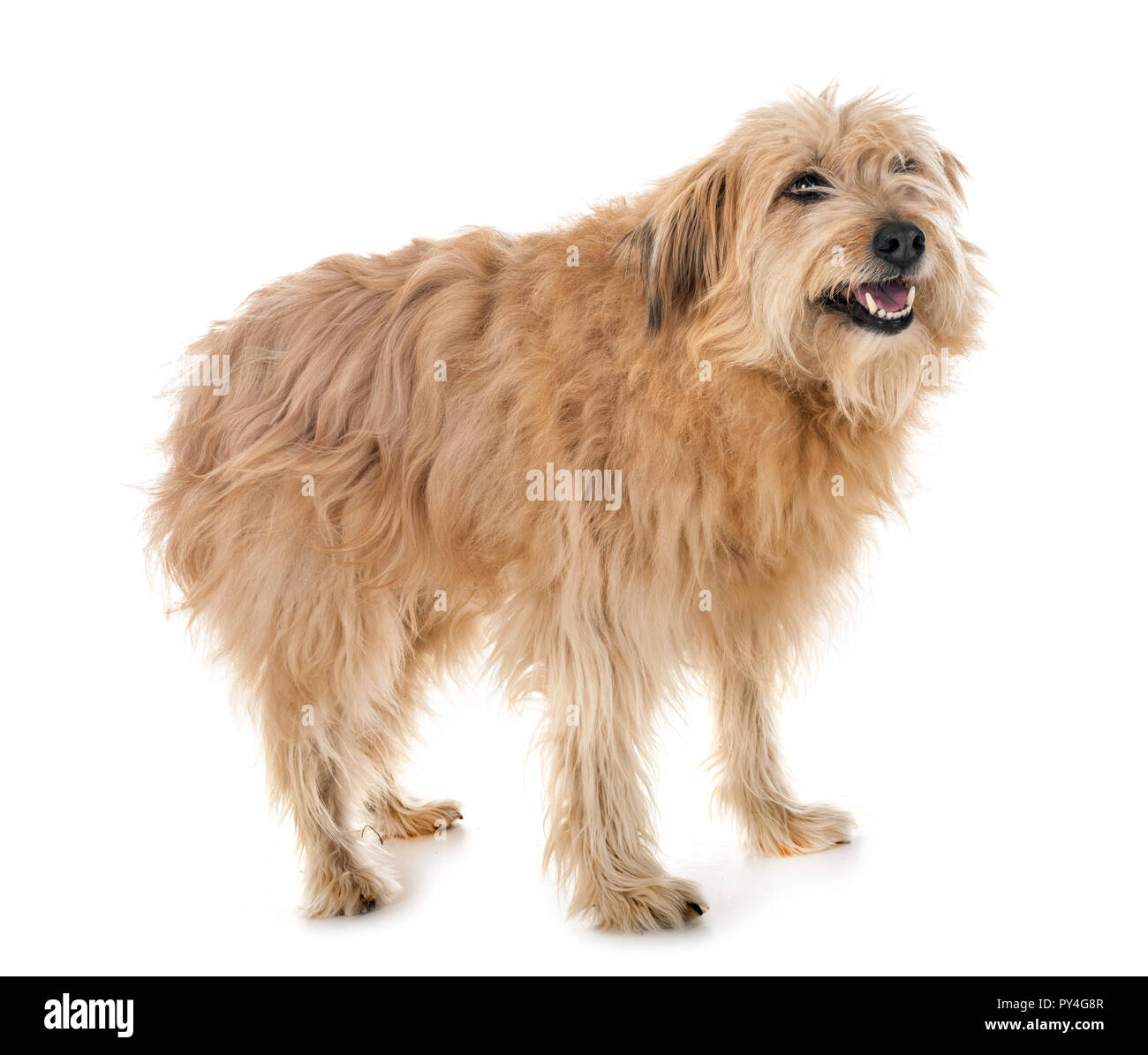 pyrenean shepherd in front of white background Stock Photo - Alamy