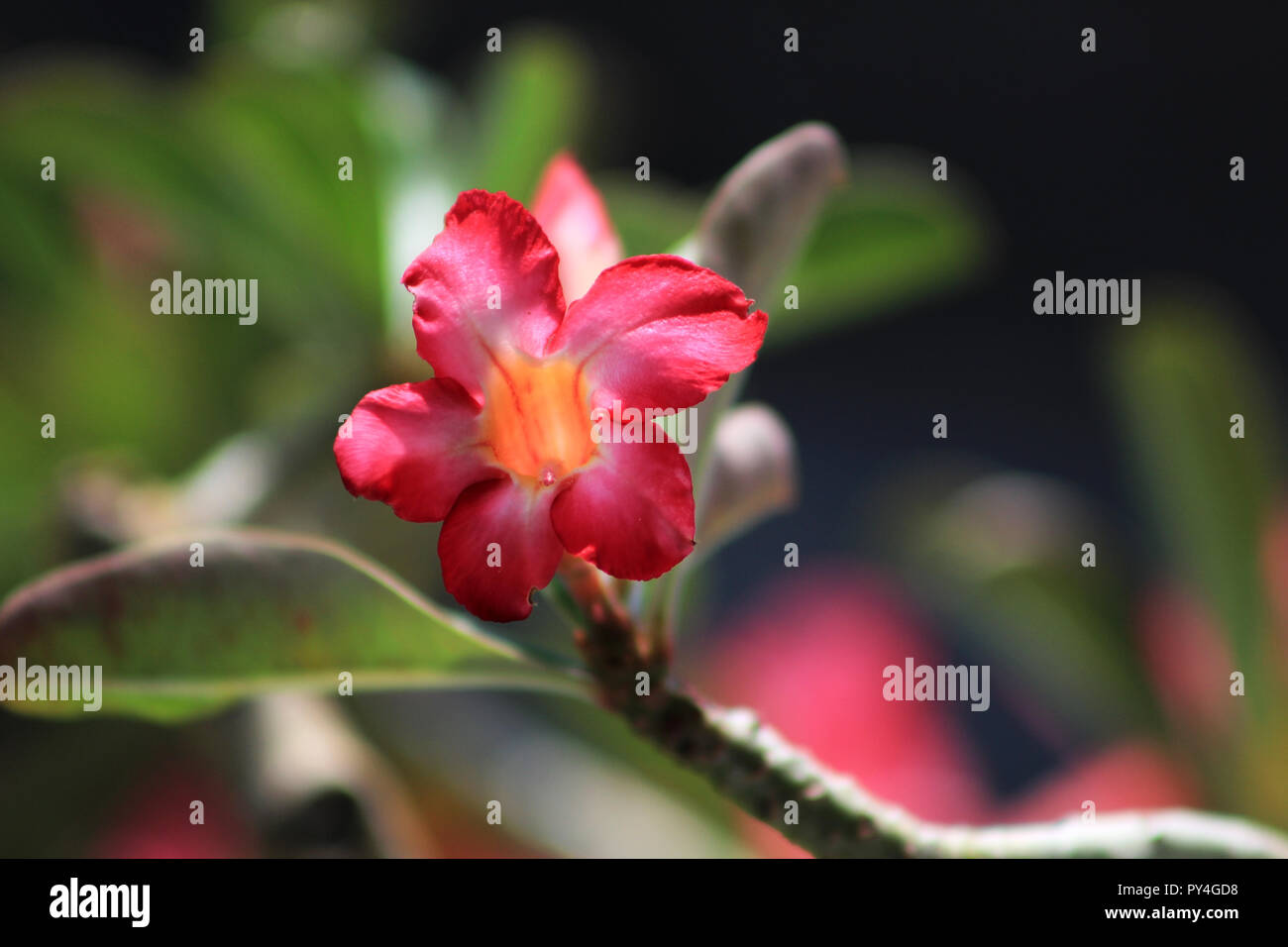 beautiful flowers of Bali island, Indonesia Stock Photo - Alamy