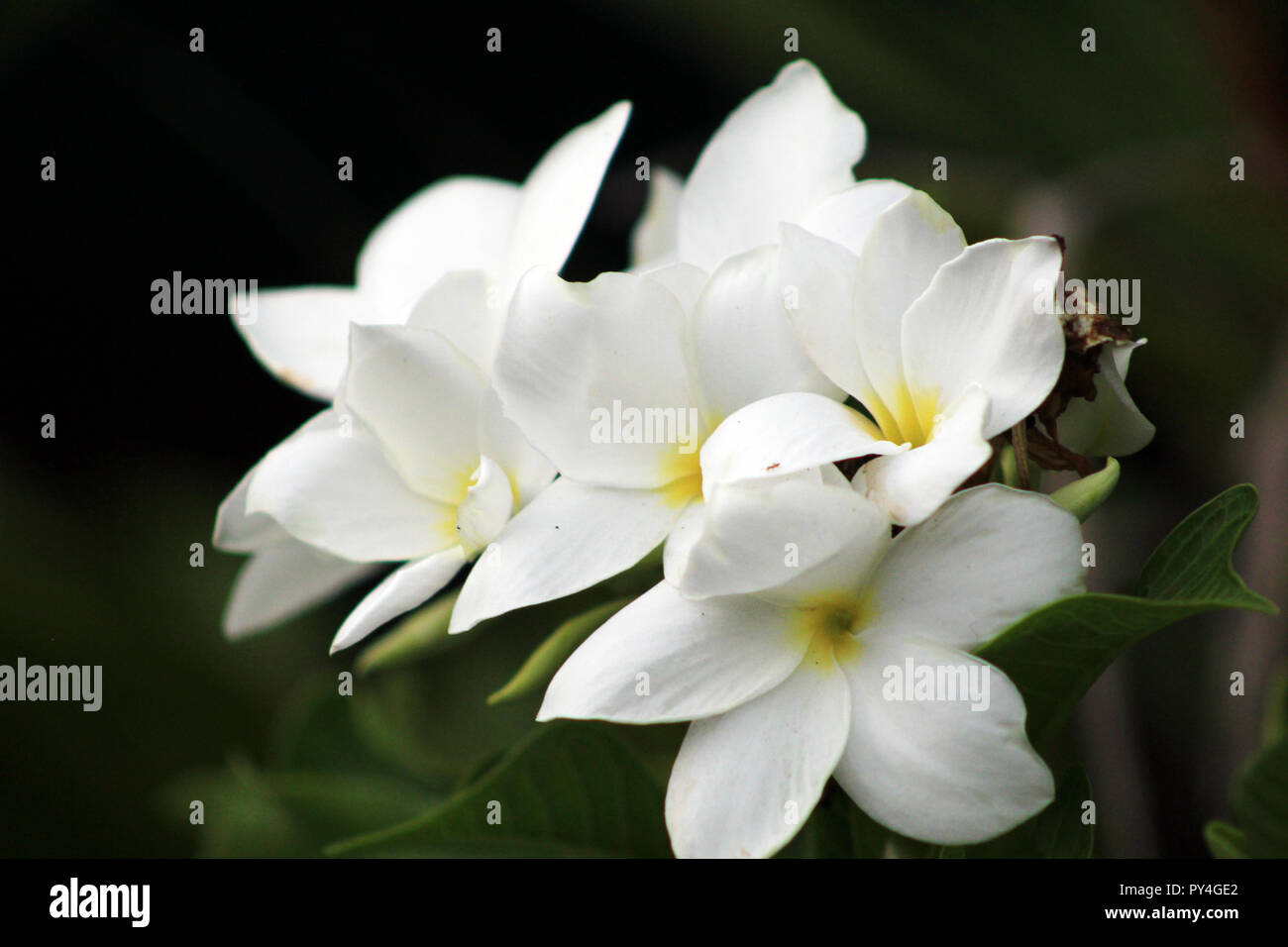 beautiful flowers of Bali island, Indonesia Stock Photo - Alamy