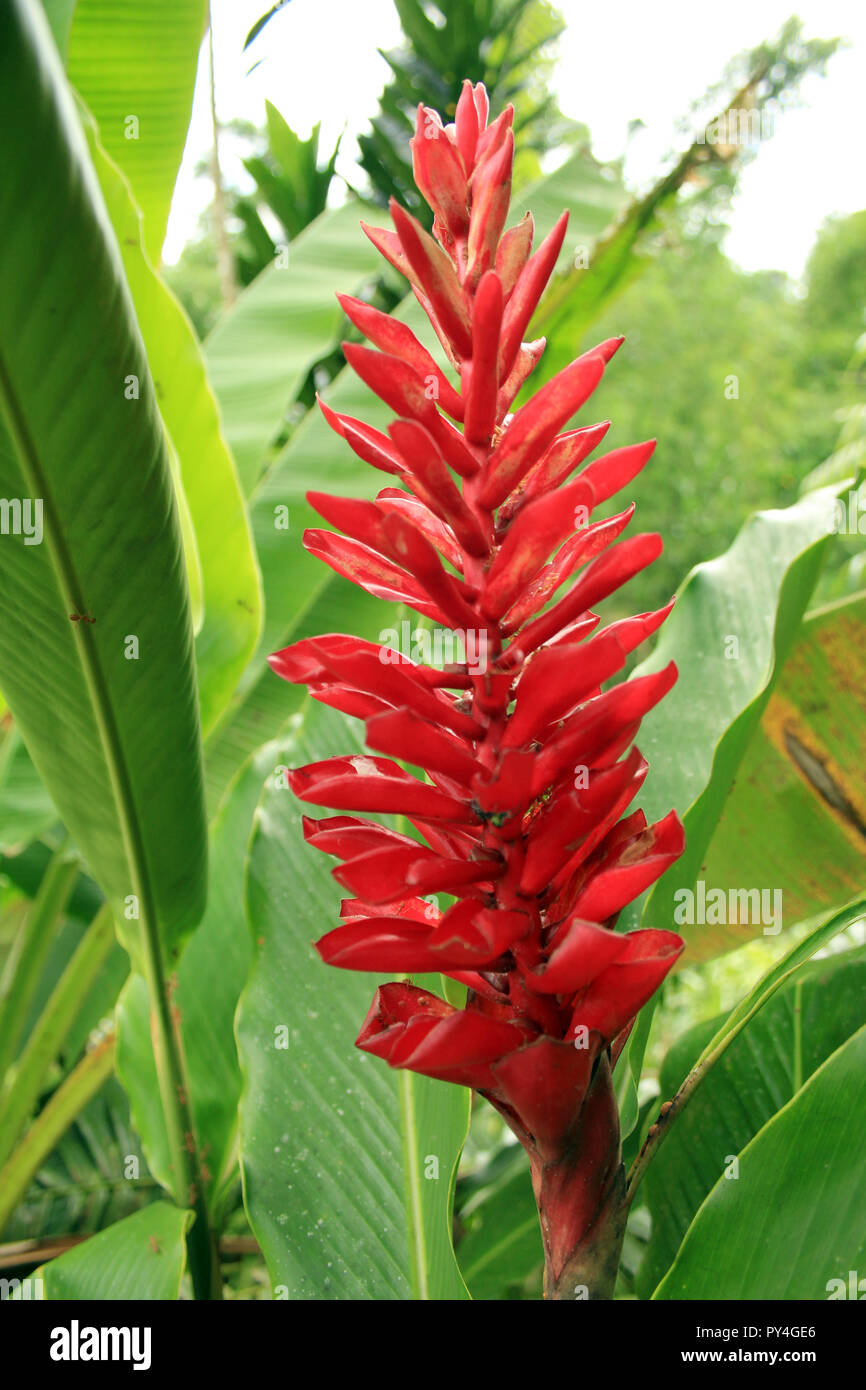 beautiful flowers of Bali island, Indonesia Stock Photo - Alamy