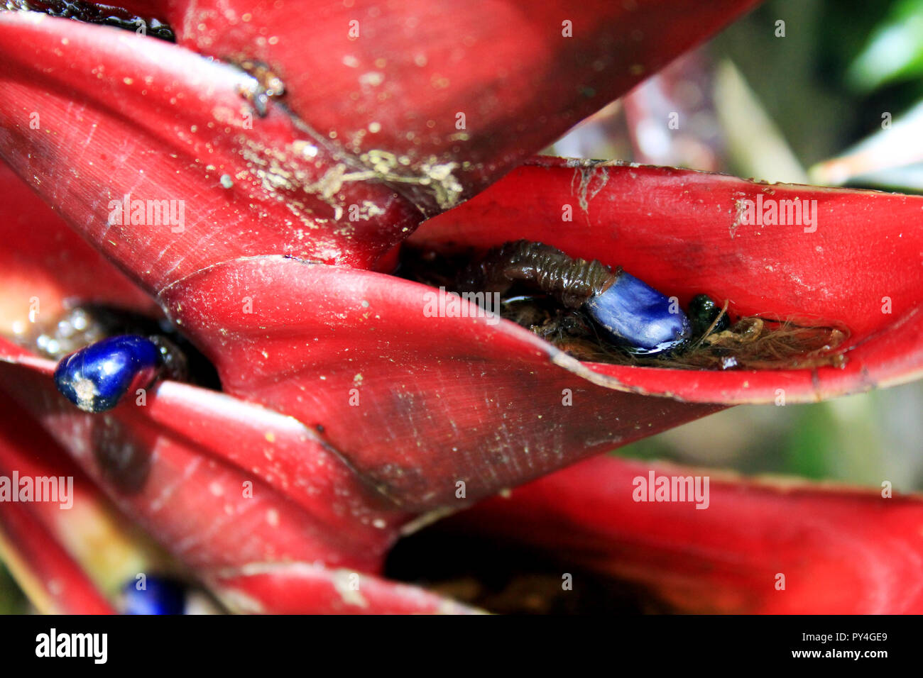 beautiful flowers of Bali island, Indonesia Stock Photo - Alamy