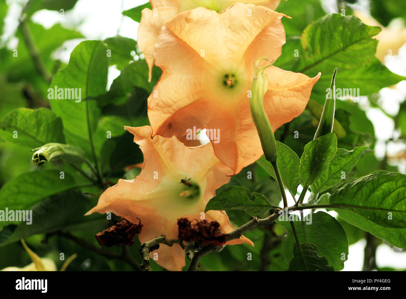 beautiful flowers of Bali island, Indonesia Stock Photo - Alamy