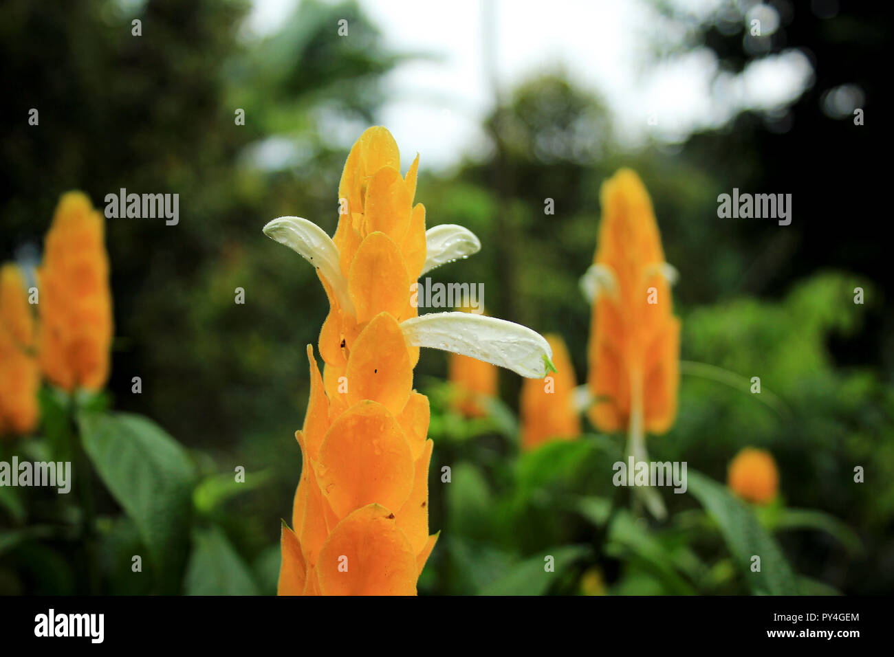 beautiful flowers of Bali island, Indonesia Stock Photo - Alamy