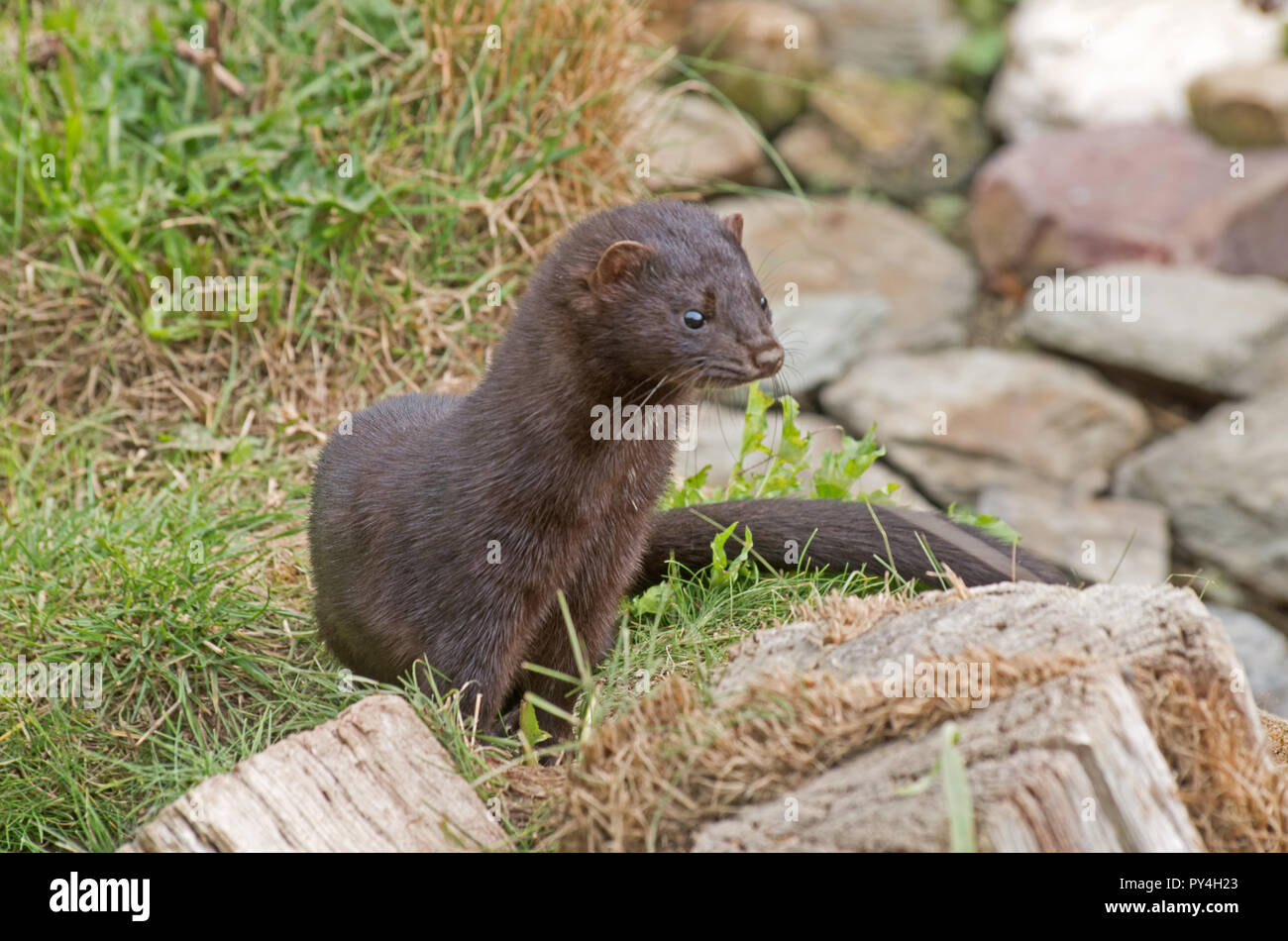 American Mink Mustela Vison Captive Stock Photo - Alamy