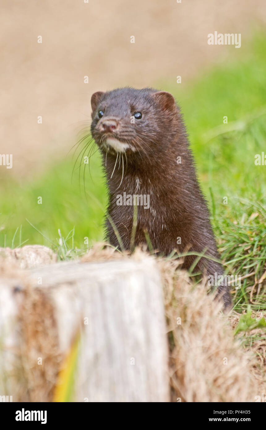 American mink uk hi-res stock photography and images - Alamy