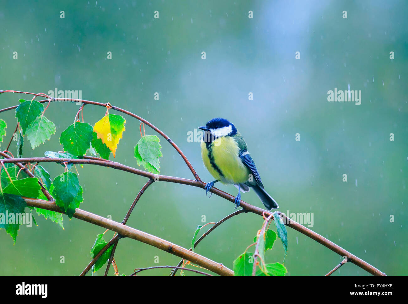 little funny wet tit bird sitting on the branches of birch trees during ...