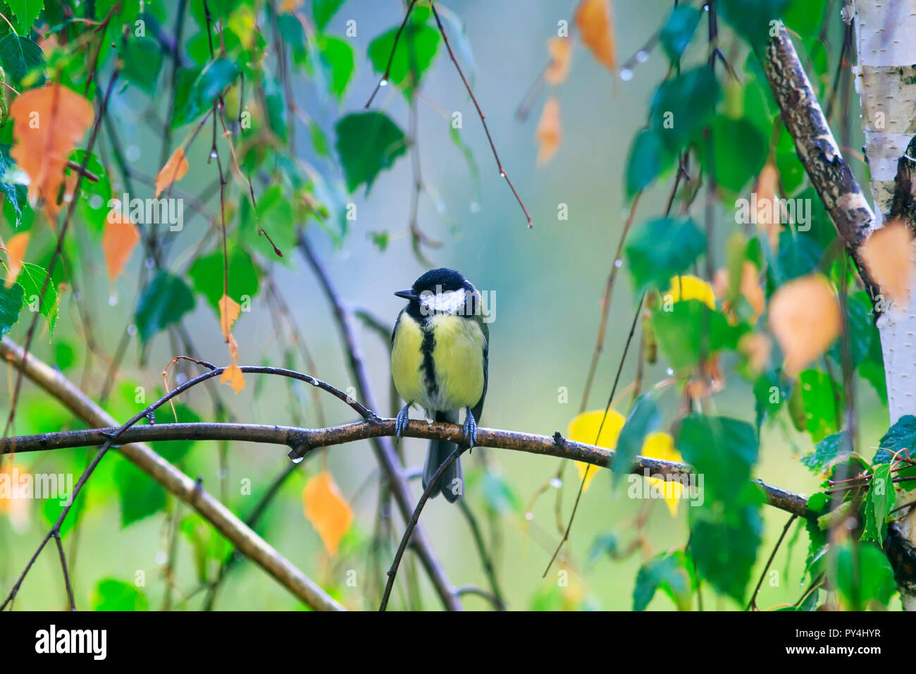 little funny wet tit bird sitting on the branches of birch trees during ...