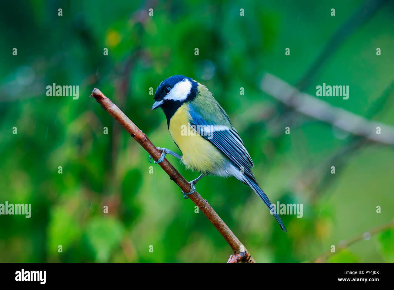 portrait of a little funny wet bird tit sitting on a branch during the ...