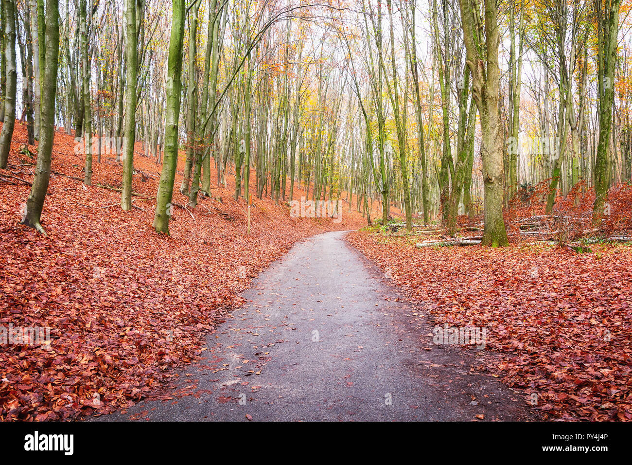 Winding bike path through a Dutch forest in beautiful autumn colors in ...