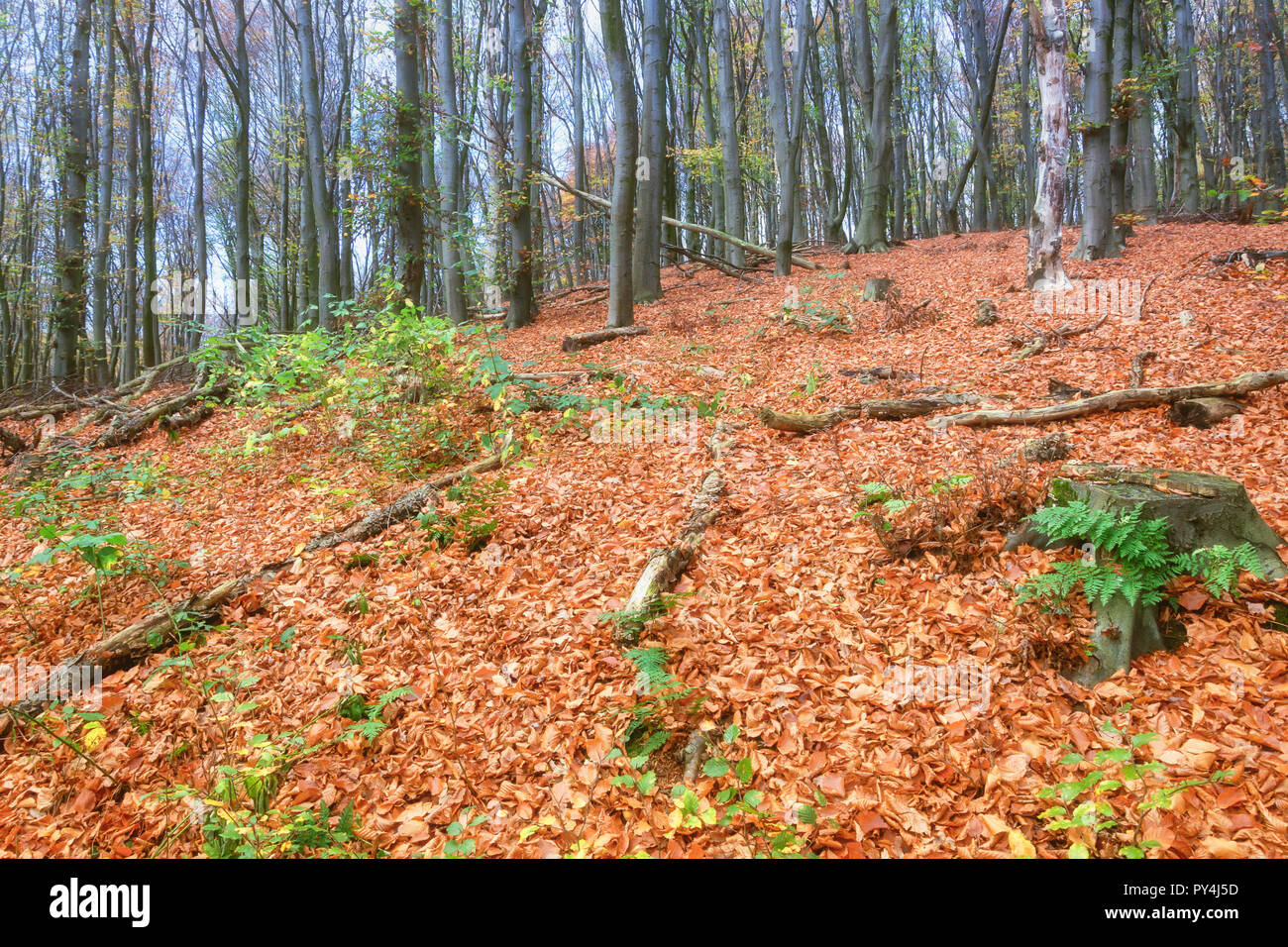 The beautiful autumn colors in a Dutch forest in the province of ...