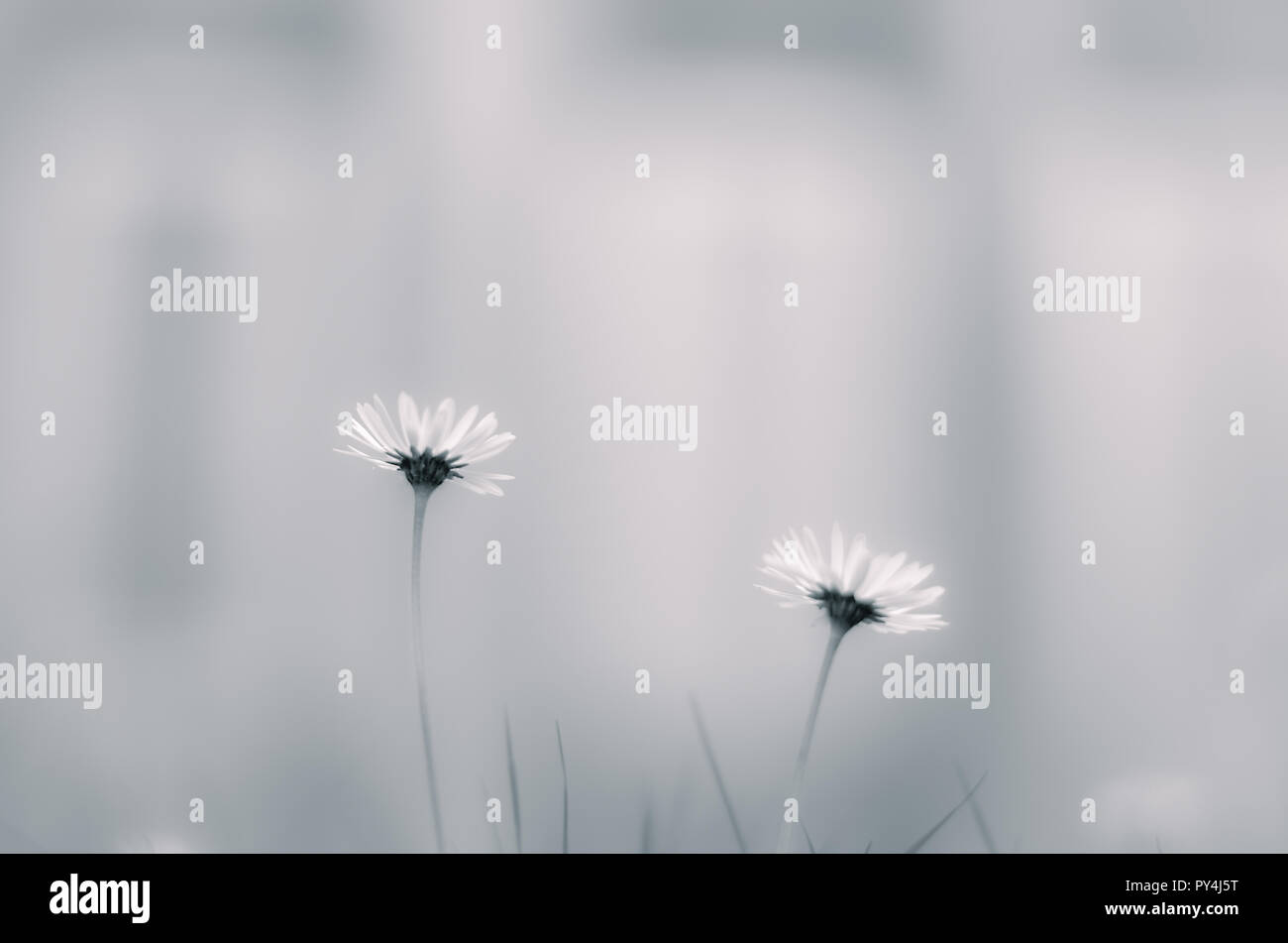 Two daisies hi-res stock photography and images - Alamy