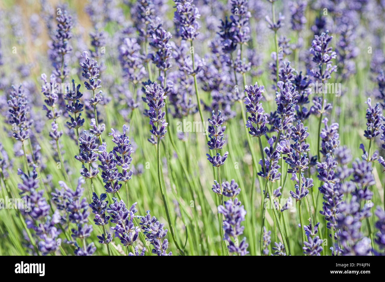 Lavender blooming in the heat of summer Stock Photo - Alamy