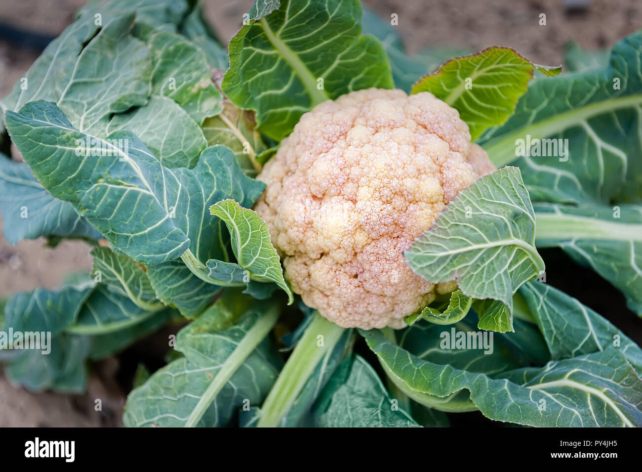 Growing cauliflower hi-res stock photography and images - Alamy