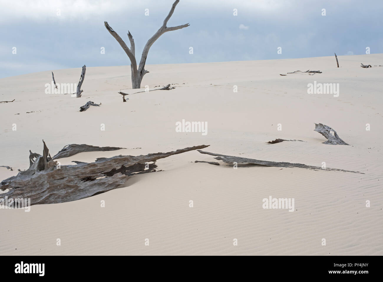 Dead tree wood on sand dunes of Moreton Island, Morton Bay, Queensland ...
