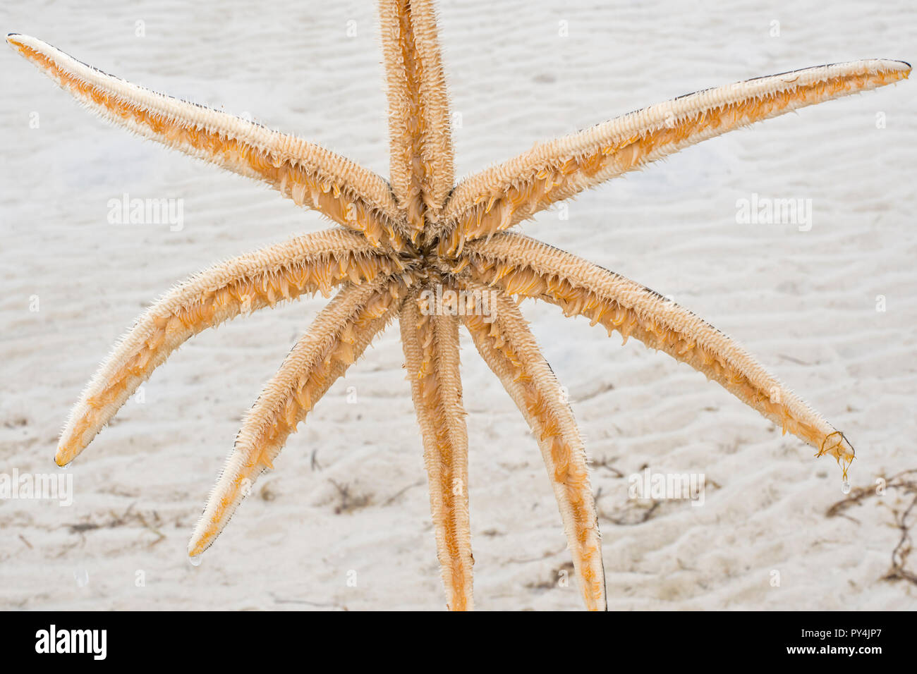 Starfish skeleton hi-res stock photography and images - Alamy