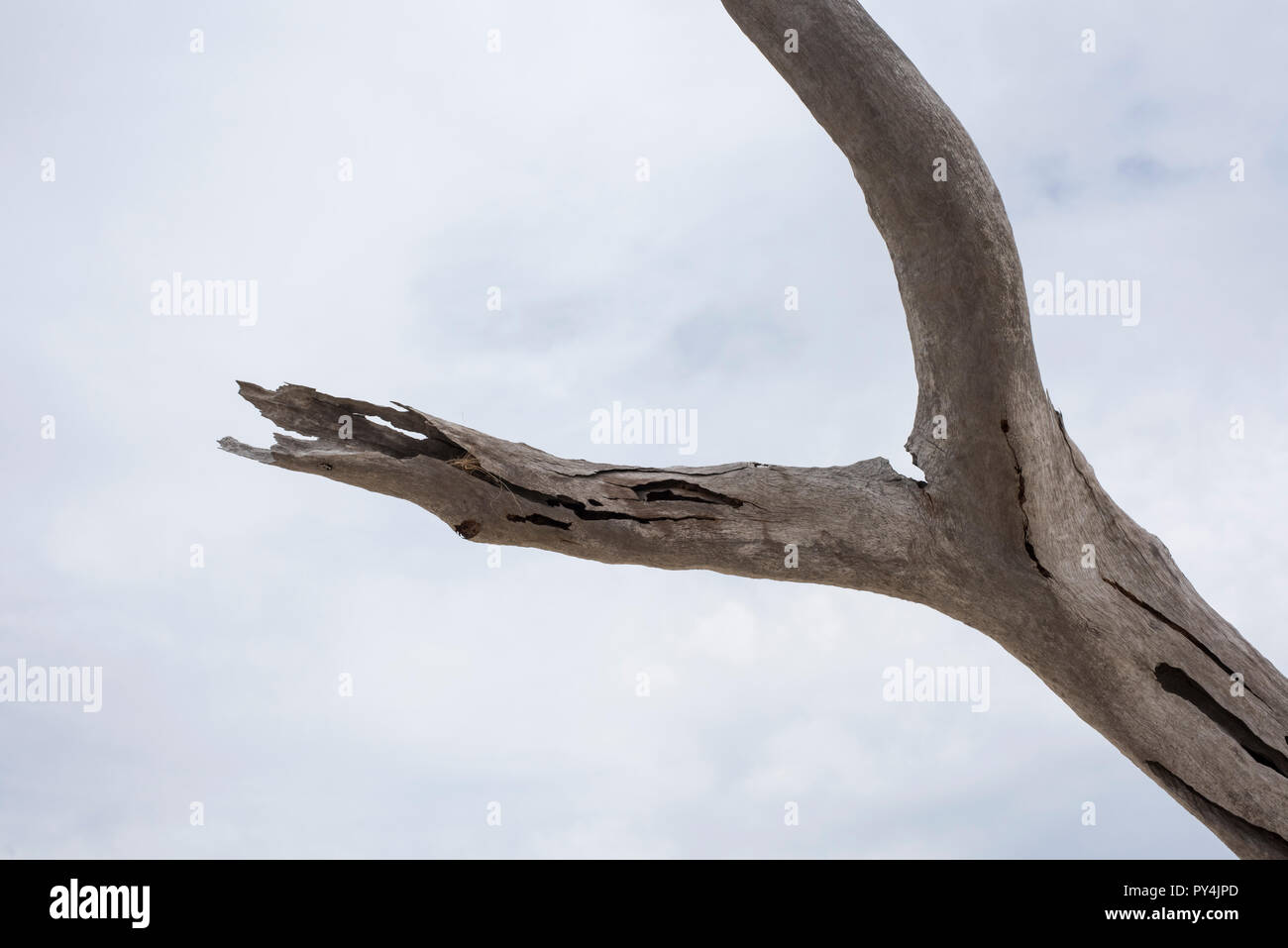 Dead tree wood on sand dunes of Moreton Island, Morton Bay, Queensland ...
