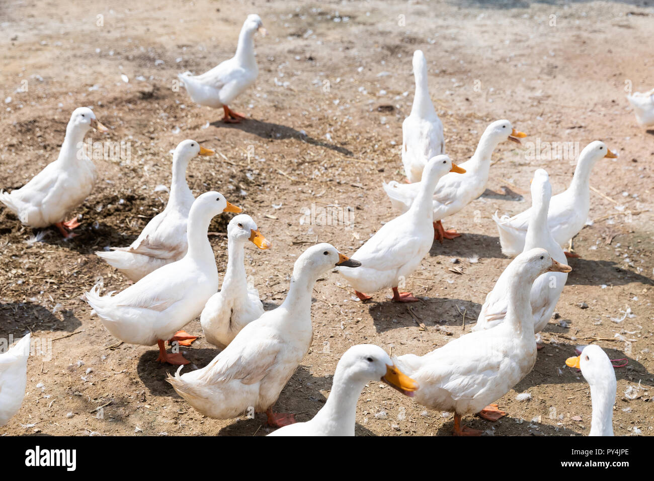 Free range duck in farm, natural livestock farming Stock Photo - Alamy