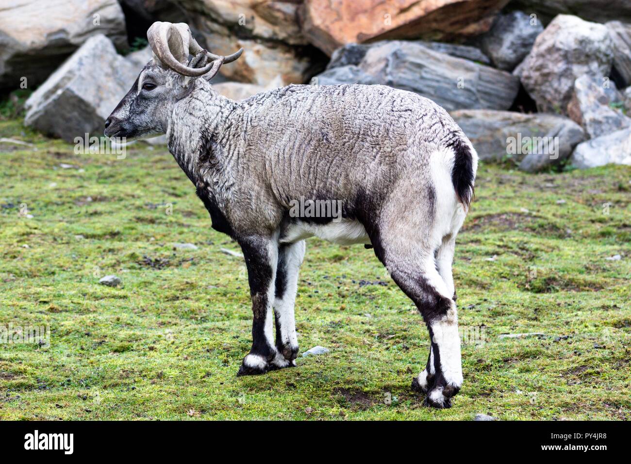 Rocky terrain grass hi-res stock photography and images - Alamy