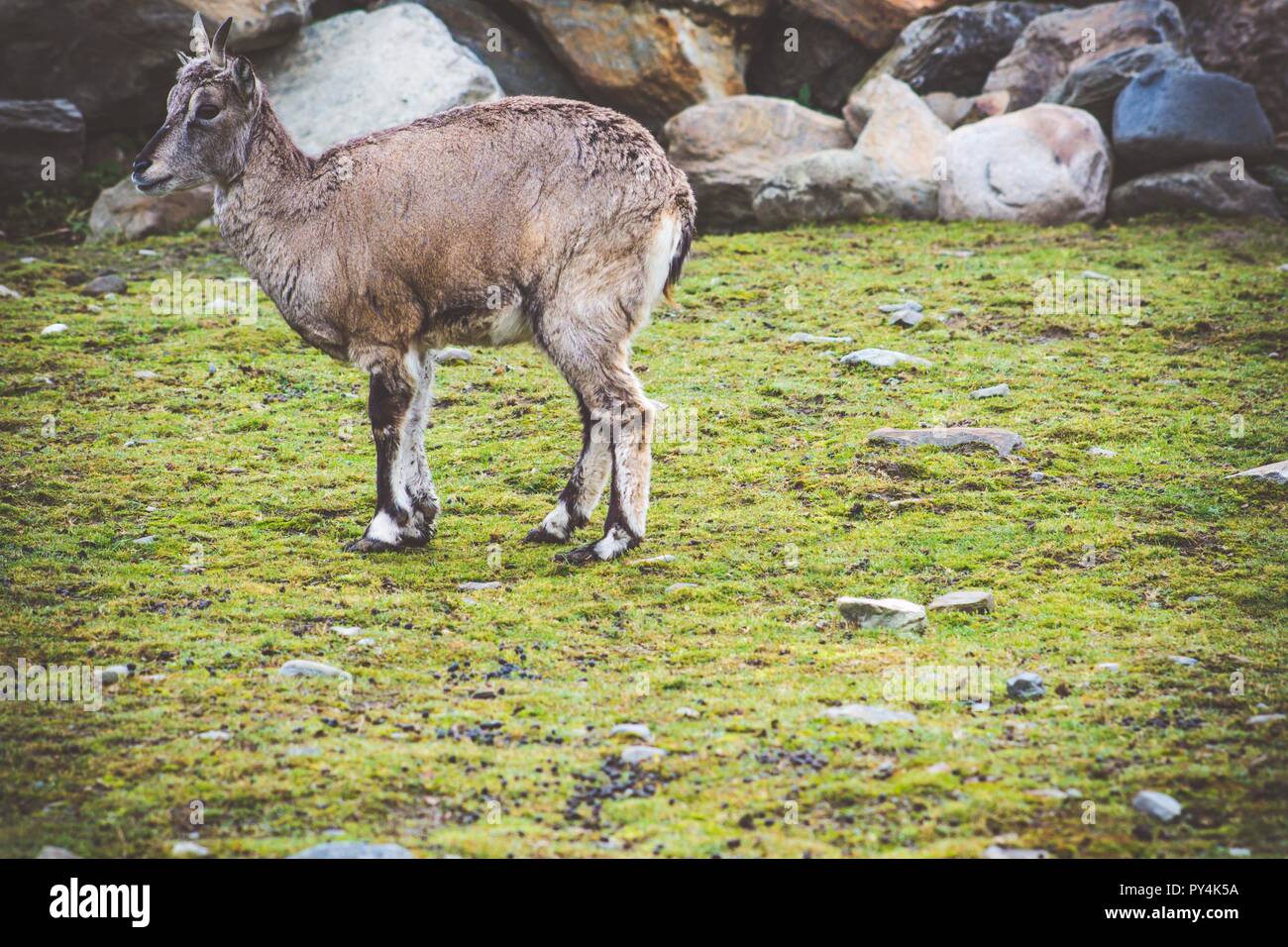 A beautiful animal of the genus of rams with thick wool of gray and ...