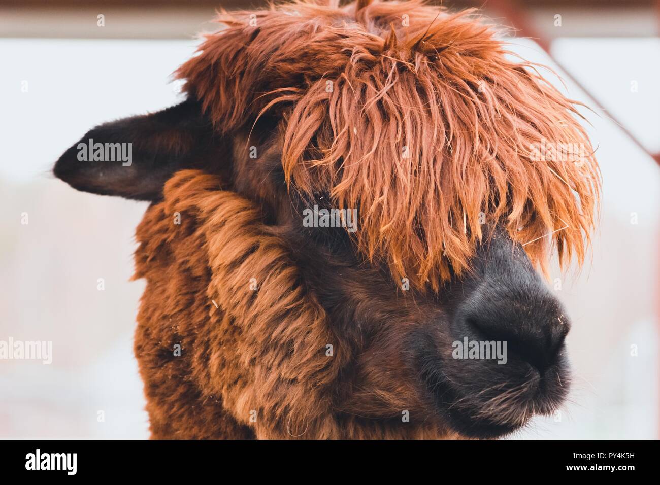 Remarkable and beautiful animal with thick hair called Alpaca. Her hair ...