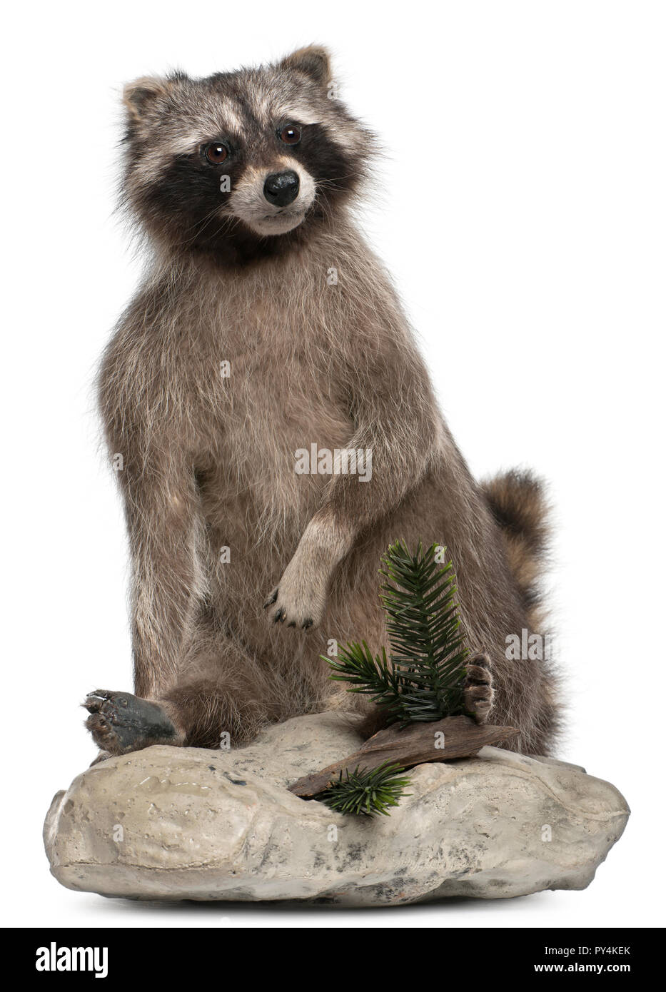 Stuffed North American raccoon also known as the common raccoon, in ...