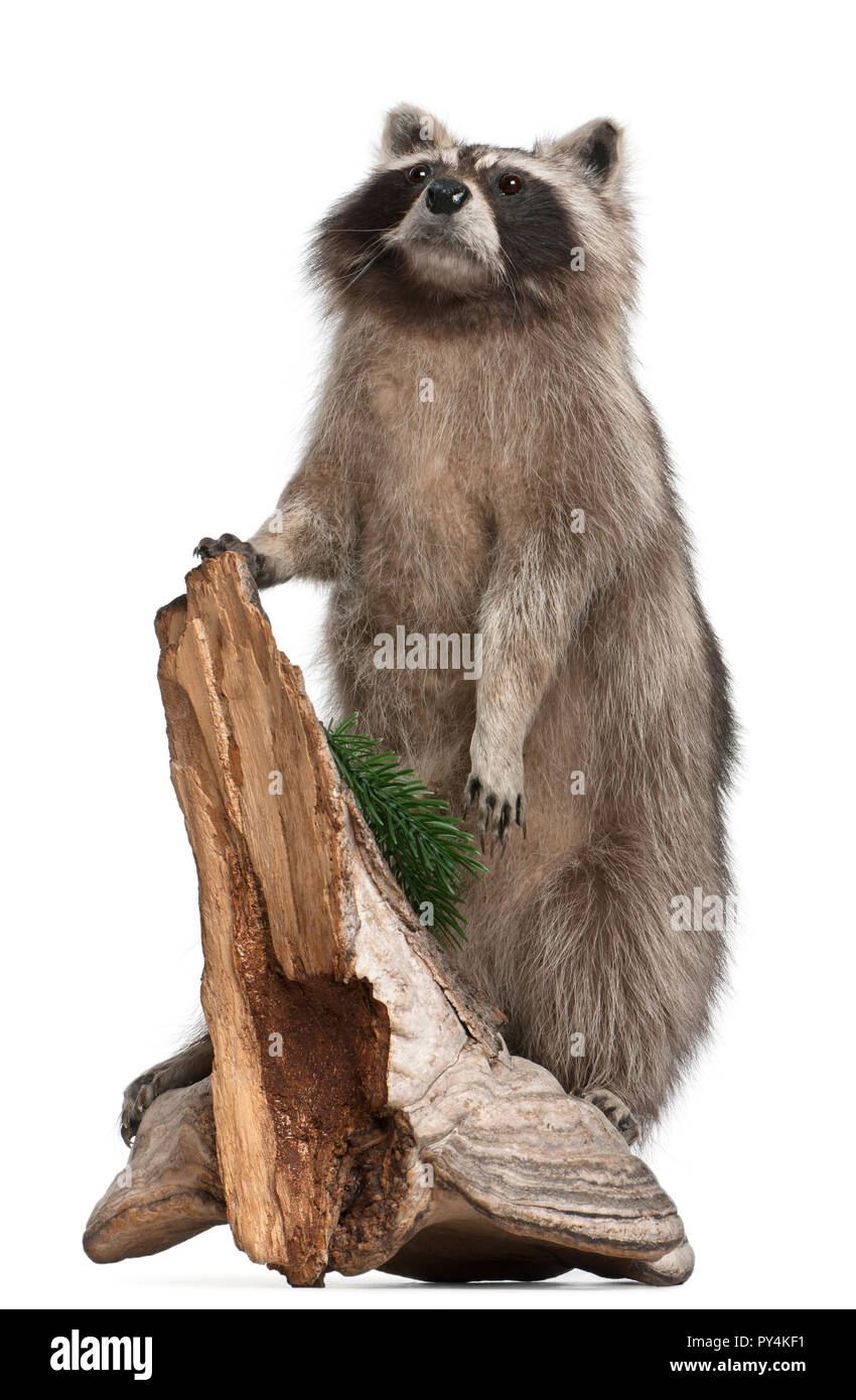 Stuffed North American raccoon also known as the common raccoon, in ...