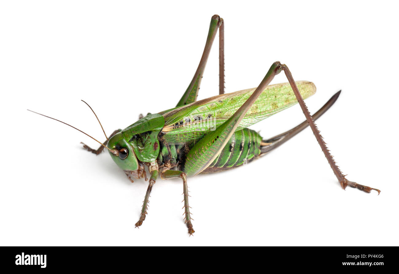 Female wart-biter, a bush-cricket, Decticus verrucivorus, in front of ...