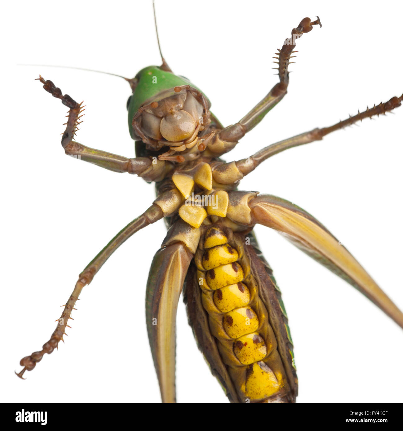 Female wart-biter, a bush-cricket, Decticus verrucivorus, in front of ...
