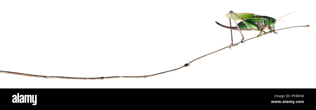 Female wart-biter, a bush-cricket, Decticus verrucivorus, in front of ...