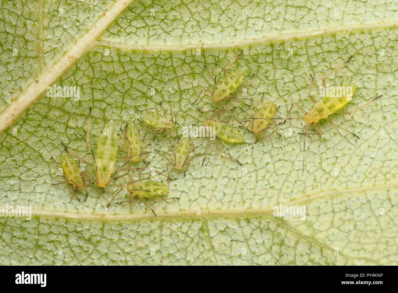 Group of Aphids on underside of leaf. Tipperary, Ireland Stock Photo ...
