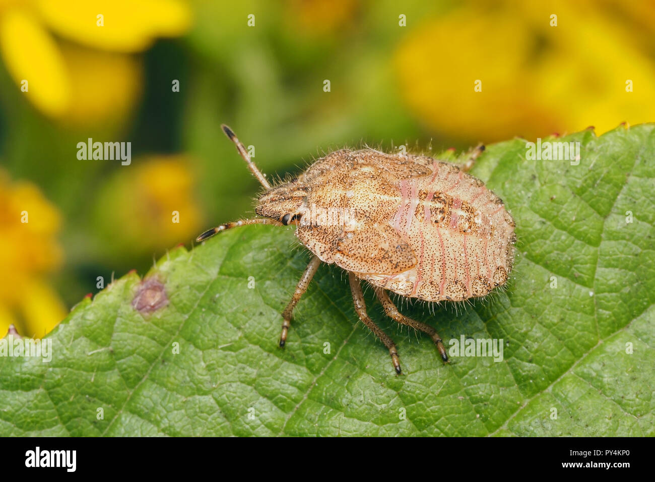 Hairy Shieldbug nymph (Dolycoris baccarum) at rest on bramble leaf ...