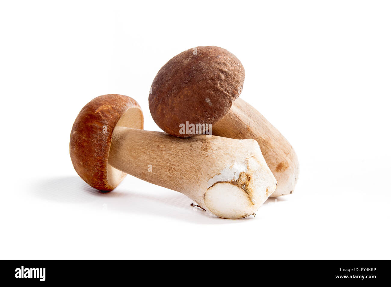 Harvested at autumn amazing edible mushrooms boletus edulis (king ...