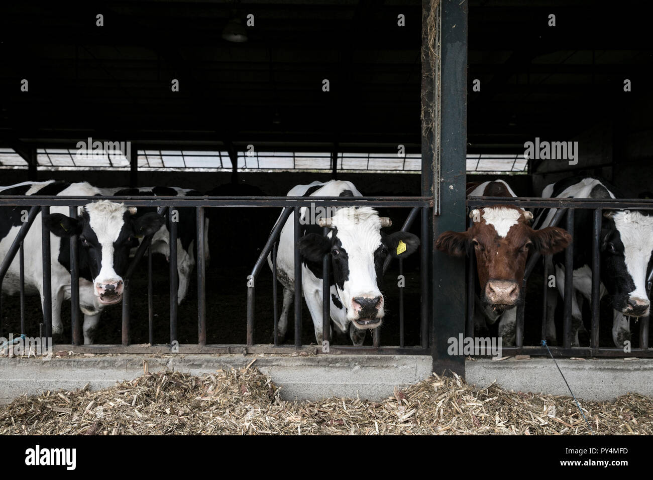 Livestock farming, Greece Stock Photo - Alamy