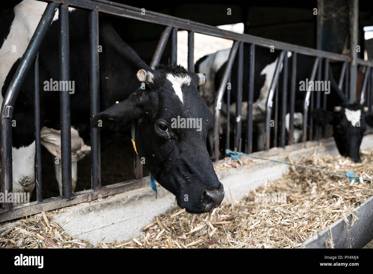 Livestock farming, Greece Stock Photo - Alamy