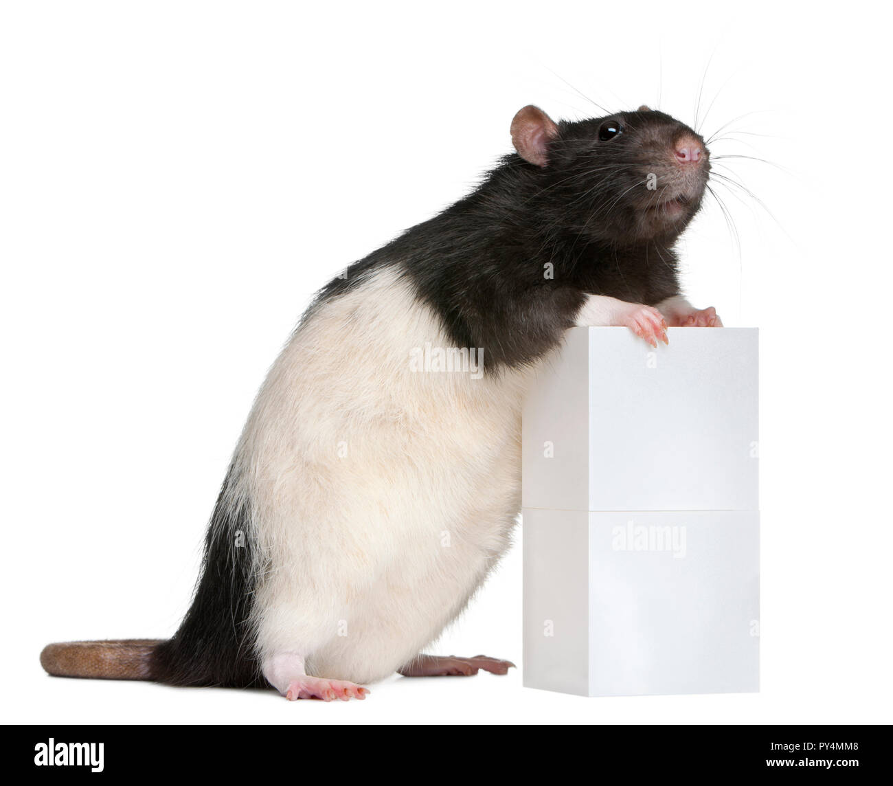 Fancy Rat, 1 year old, standing against box in front of white ...