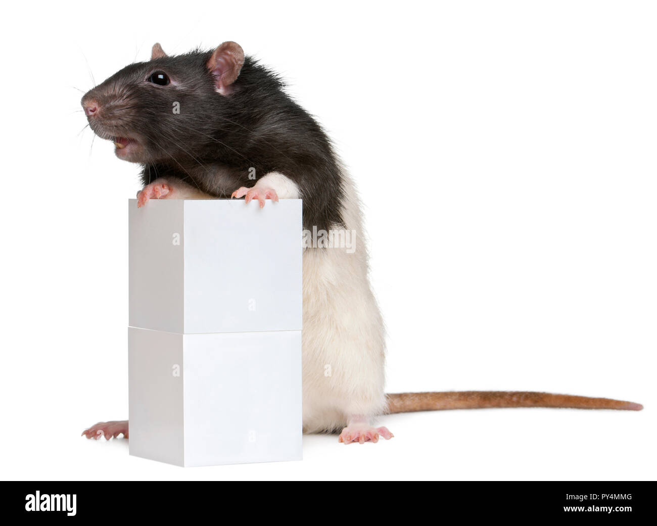 Fancy Rat, 1 year old, standing against box in front of white ...