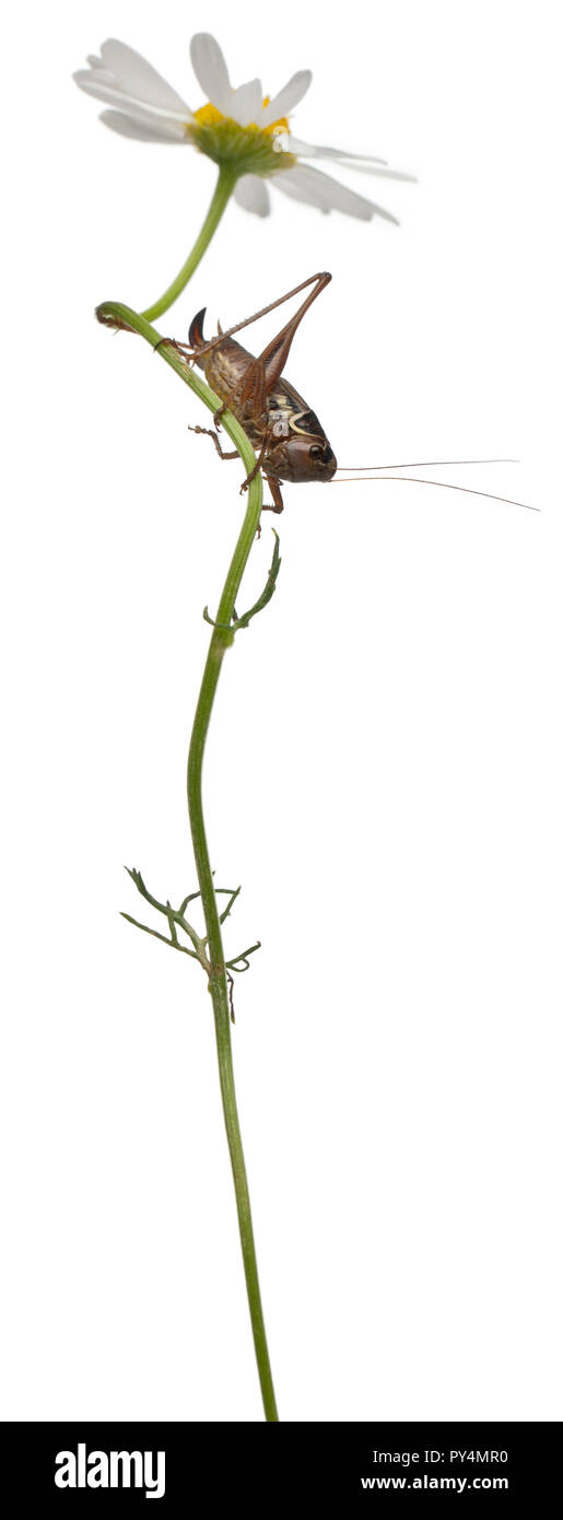 Female Shield-back Katydid, Platycleis tessellata, climbing flower in ...