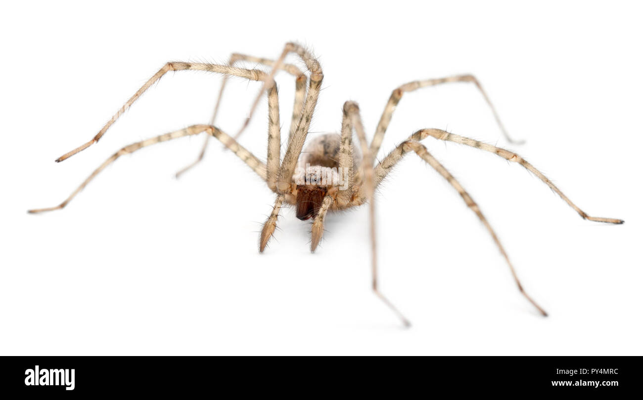 Cardinal spider, Tegenaria parietina, in front of white background ...