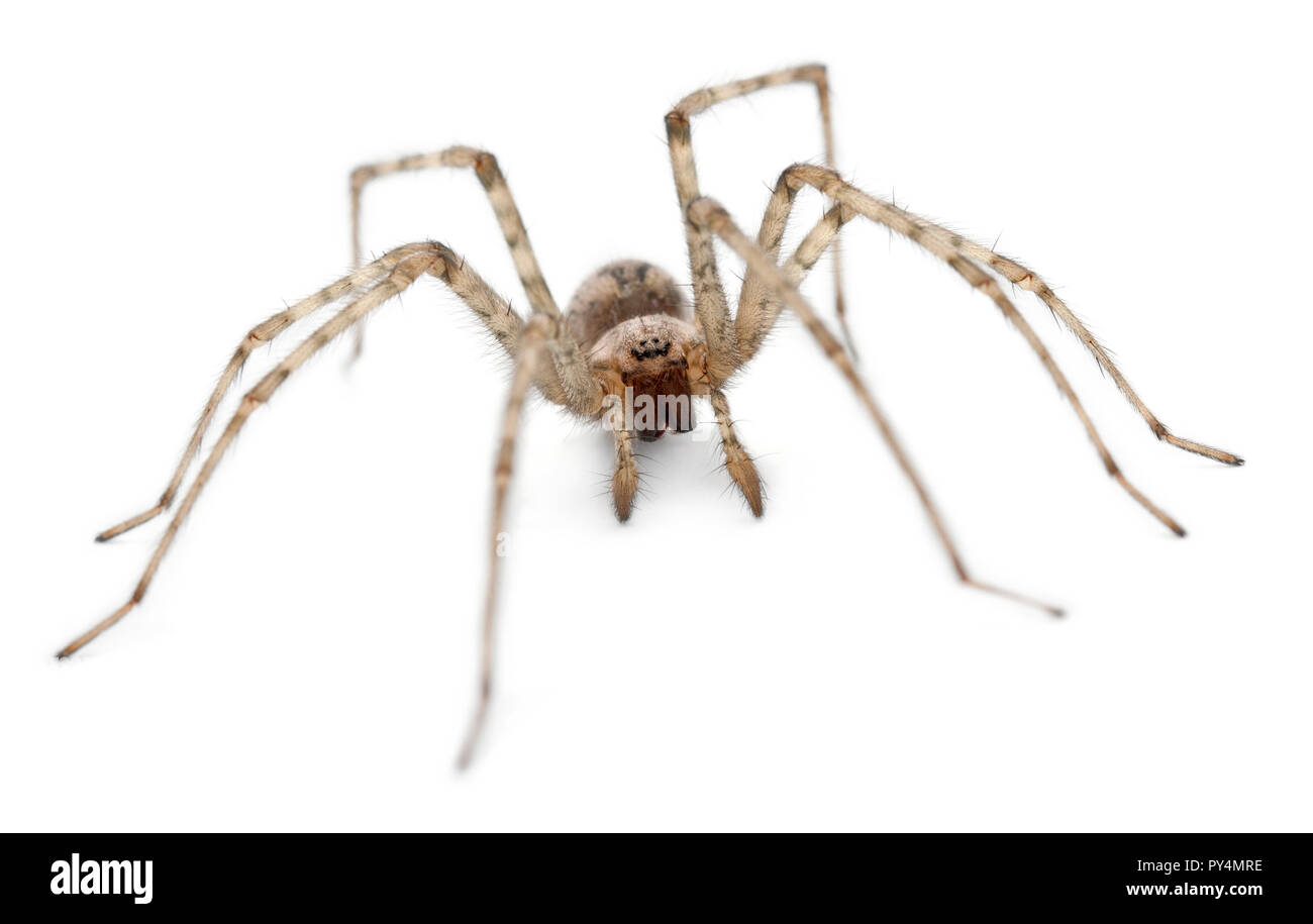 Cardinal spider, Tegenaria parietina, in front of white background ...