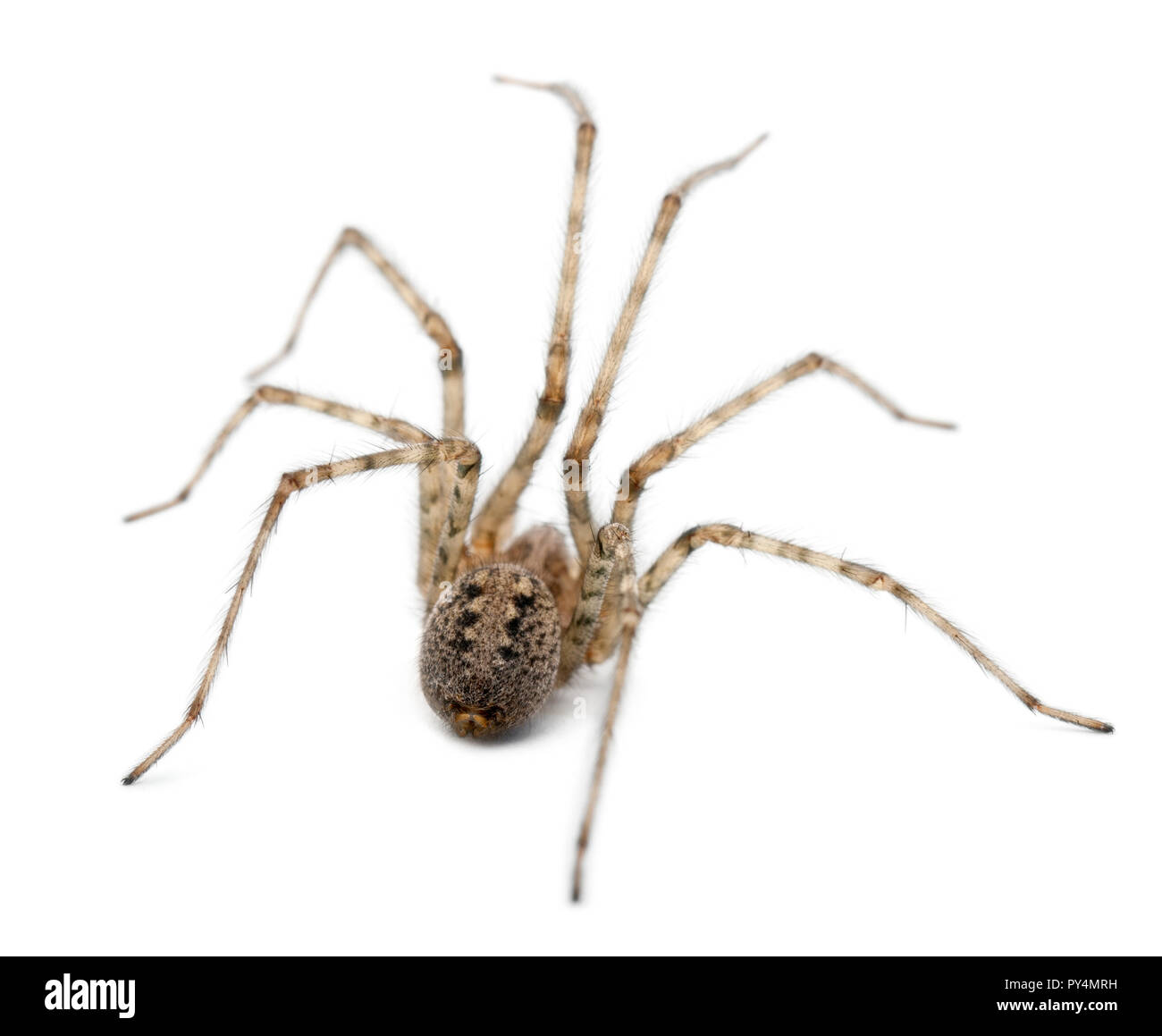 Cardinal spider, Tegenaria parietina, in front of white background ...
