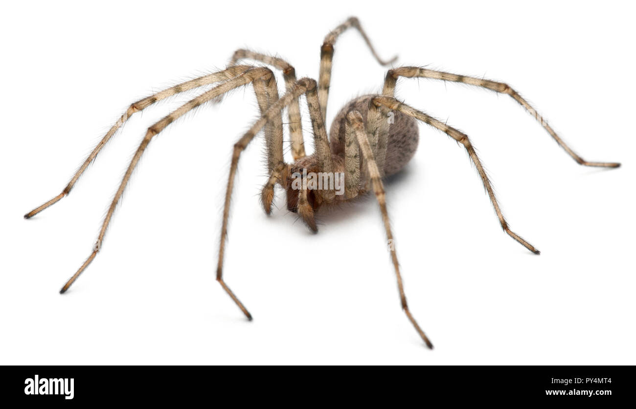 Cardinal spider, Tegenaria parietina, in front of white background ...