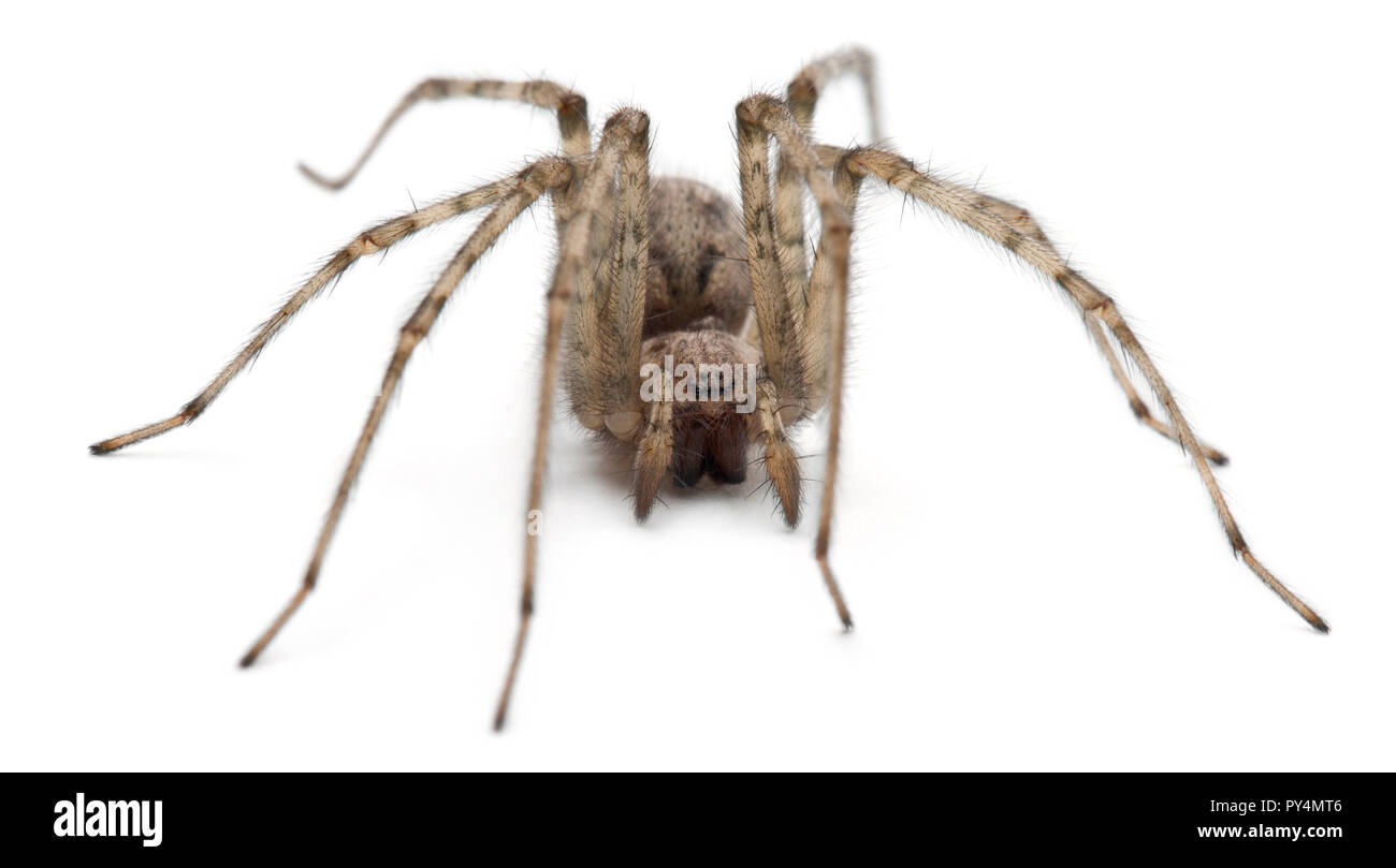 Cardinal spider, Tegenaria parietina, in front of white background ...