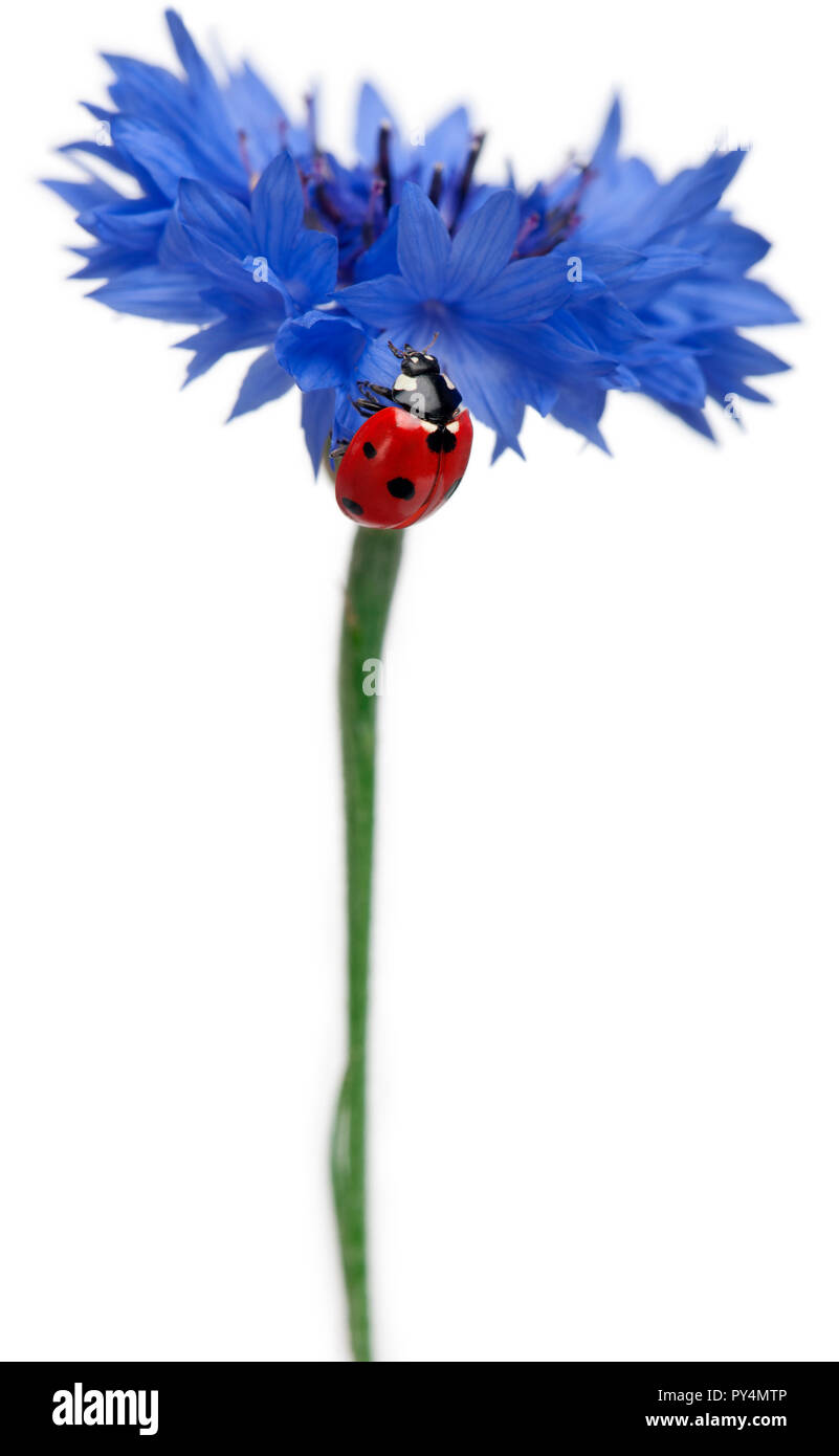 Seven-spot ladybird or seven-spot ladybug on Cornflower, Coccinella ...