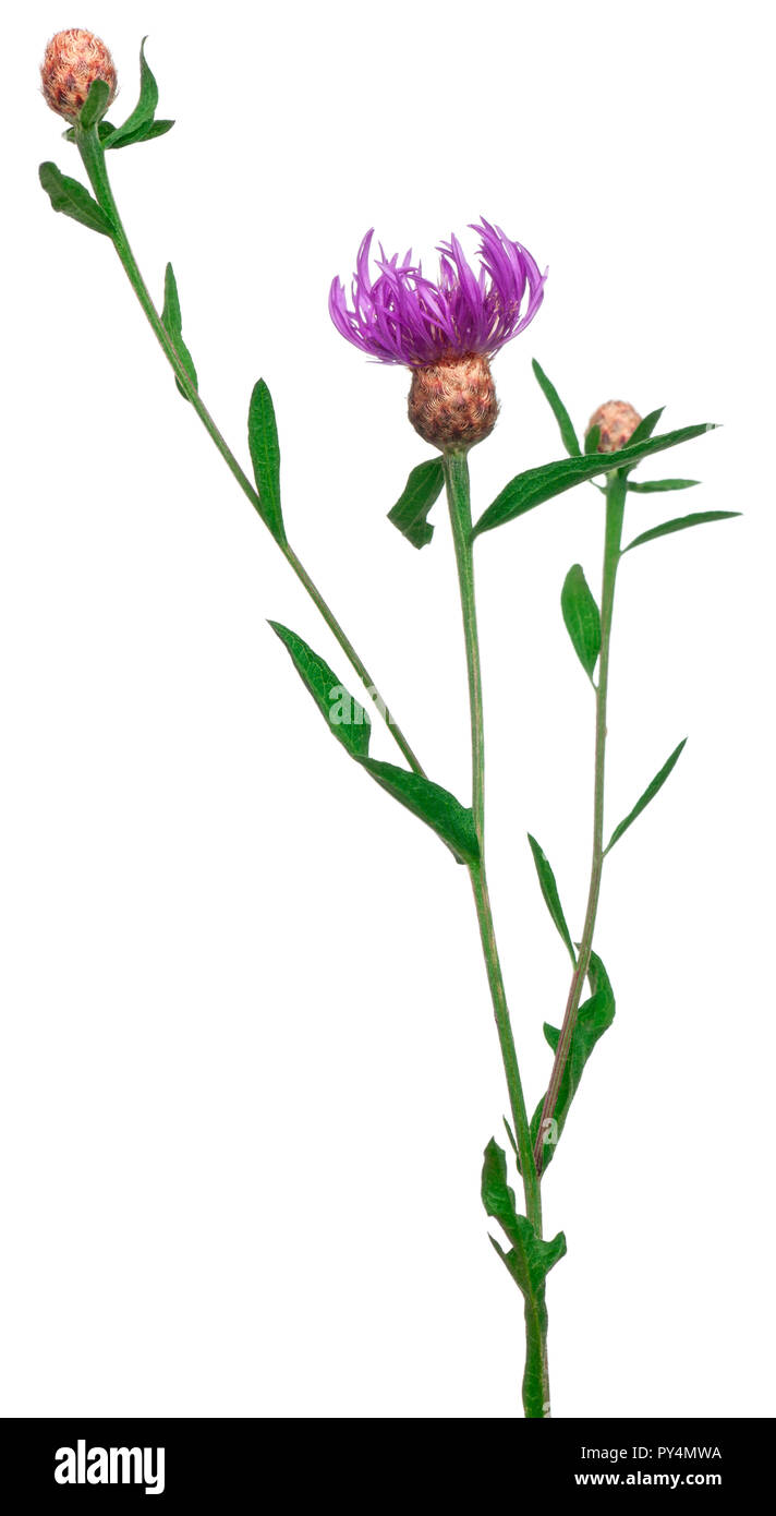 Centaurea flower in front of white background Stock Photo - Alamy