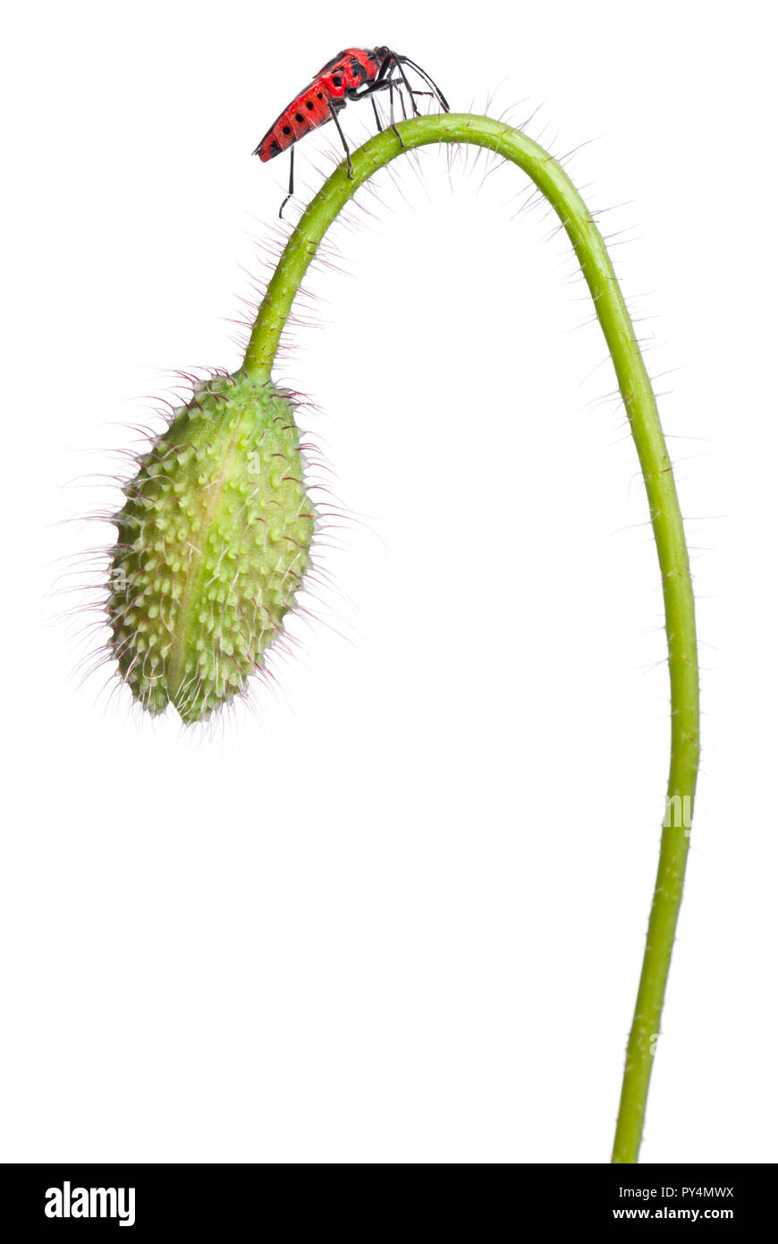 Scentless plant bug, Corizus hyoscyami, on poppy in front of white ...