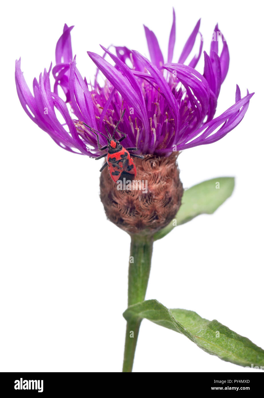 Scentless plant bug, Corizus hyoscyami, on Centaurea in front of white ...