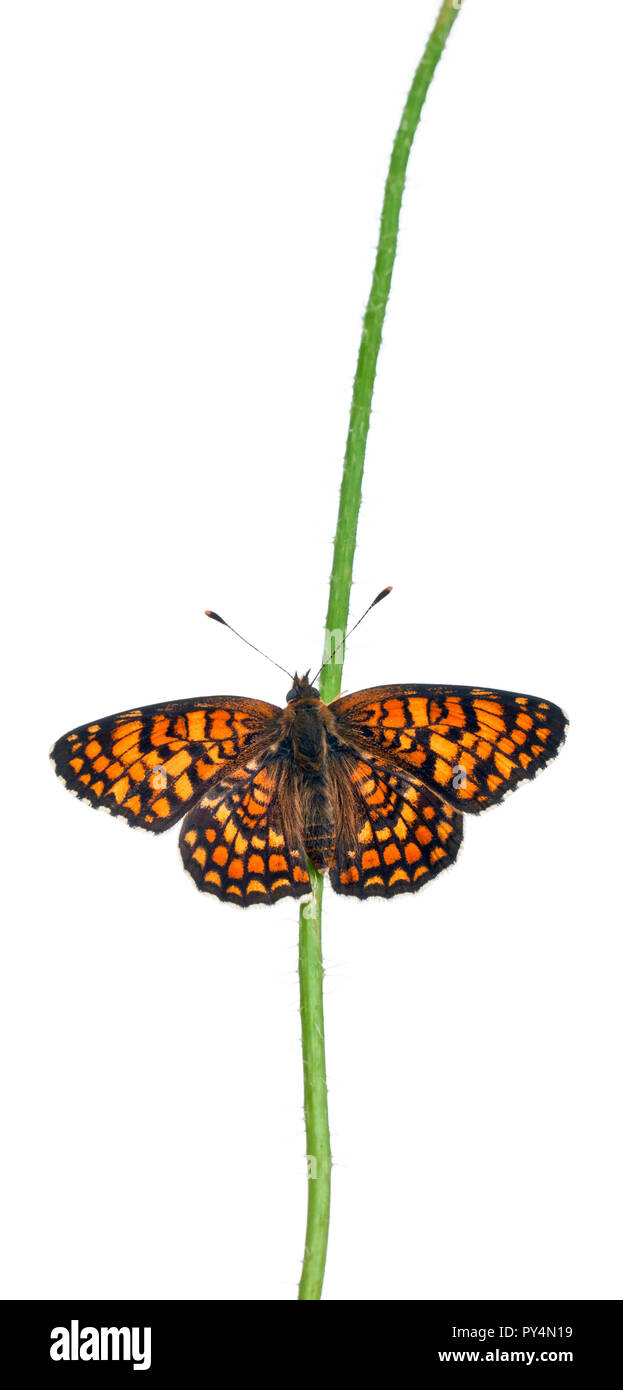 Knapweed Fritillary, Melitaea phoebe, on flower stem in front of white ...